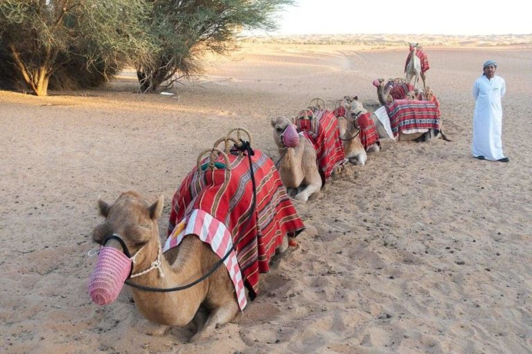 Avis: Al Maha, a Luxury Collection Desert Resort & Spa, Dubai | milesopedia