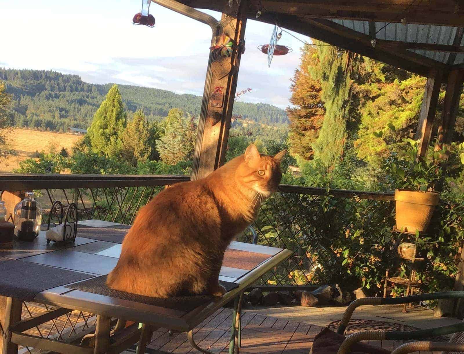 Guide de voyage à Portland, Oregon | États-Unis | Itinéraires | Milesopedia