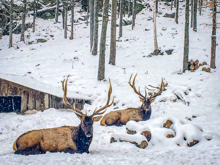 Parc Omega | Montebello | Discover Parc Omega |Milesopedia%