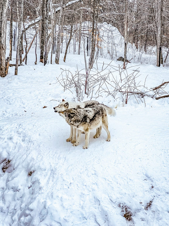 Parc Omega | Montebello | Discover Parc Omega |Milesopedia%