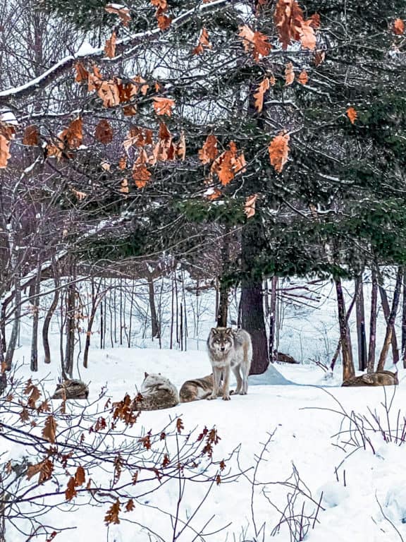 Parc Omega | Montebello | Discover Parc Omega |Milesopedia%