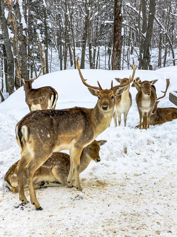 Parc Omega | Montebello | Discover Parc Omega |Milesopedia%