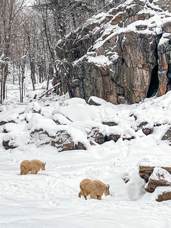 Parc Omega | Montebello | Découvrez le Parc Omega |Milesopedia