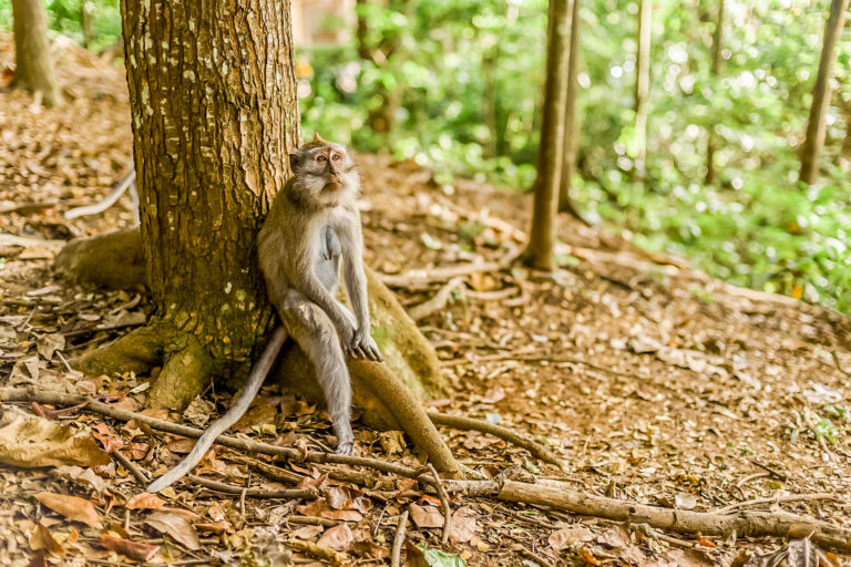 Guide de voyage à Bali | Indonésie | Itinéraires | Milesopedia